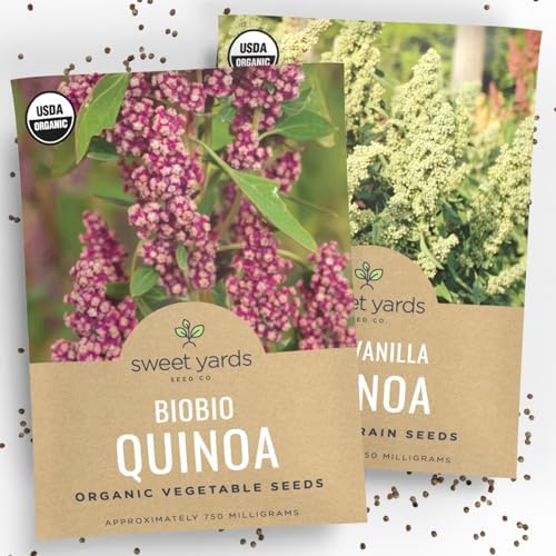 Amazon.com : Organic Quinoa Seeds Home Garden Variety Pack - Non-GMO ...