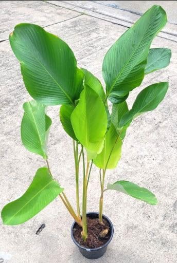 Shop-Spend-Repeat Calathea Lutea Cigar plant Cigar Calathea Maranta ...