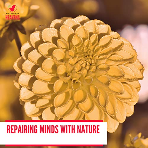 Amazon MusicでVARIOUS ARTISTSのRepairing Minds with Natureを再生する
