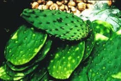 Amazon.com : 1/2 LB Nopalitos - Spineless Prickly Pear Cactus Pads ...