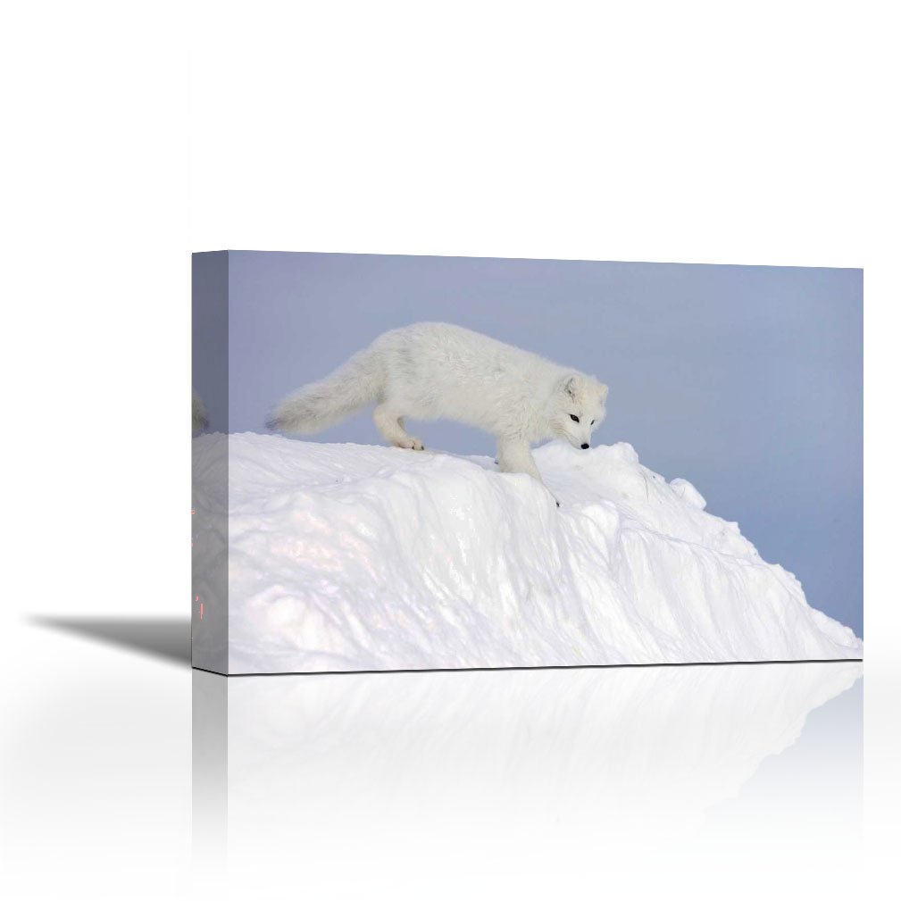 Tundra Arctic Fox Drawing