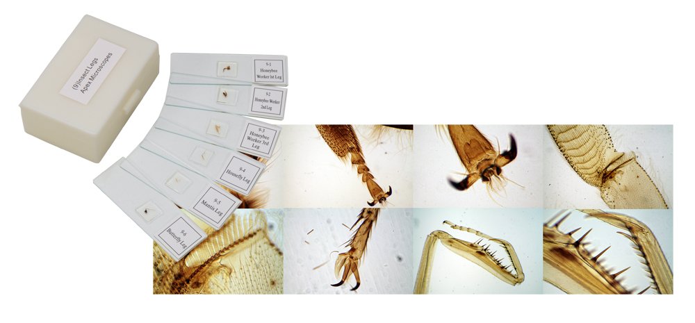 The Apex Insect Leg Slides : Amazon.co.uk: Business, Industry & Science