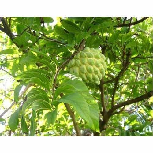 Vixenssell Sitaphal Custurd Apple Live Plant with pot : Amazon.in ...