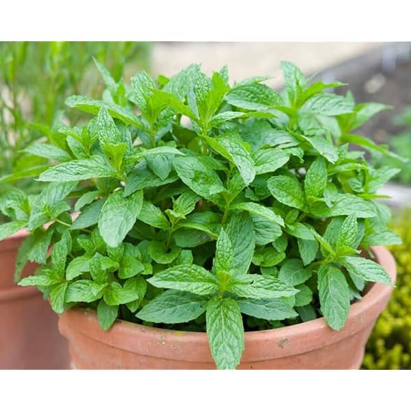 All Season Pudina plant with pot pack of 1 : Amazon.in: Garden & Outdoors