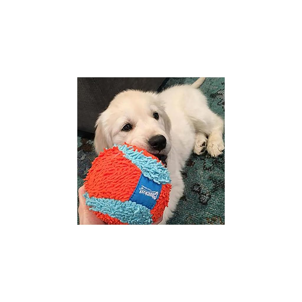 Indoor Safe Dog Toy - Buy Online