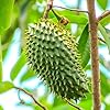Amazon.com : TomorrowSeeds - Soursop Tree Seeds - 5+ Count - for 2025 ...