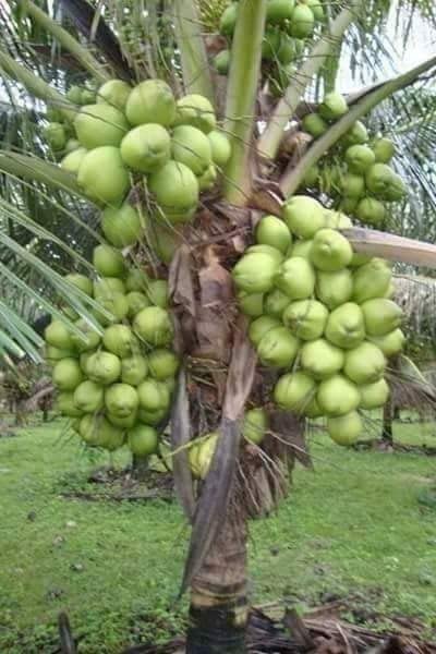 Vietnam Hybrid Coconut Tree Fruit Plant : Amazon.in: Garden & Outdoors
