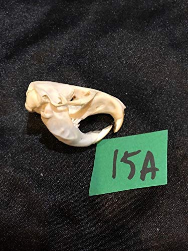 Real XL Pocket Gopher Skull Animal Mount Art Western Decor Taxidermy ...