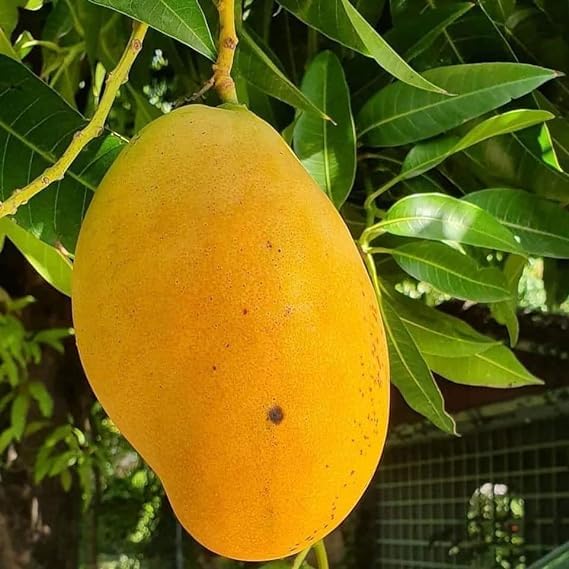 Alphonso Mango Plant Grafted | Alphonso (Hapoos) From Ratnagiri | Aam ...