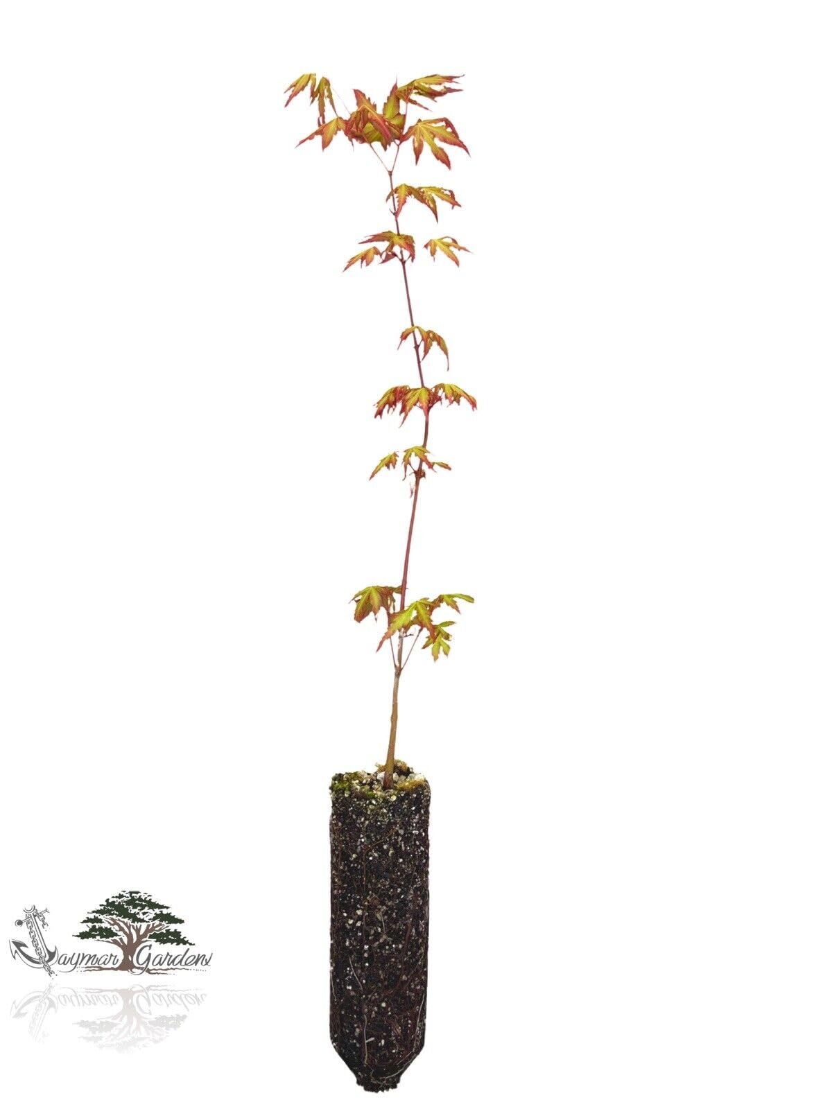 Maple Tree Seedling