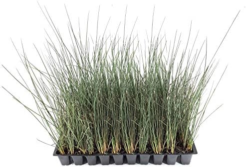 Amazon.com : Perennial Farm Marketplace Juncus inflexus 'Blue Arrows ...