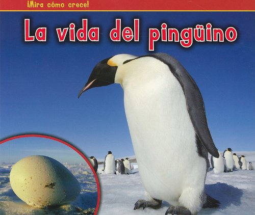 Amazon.com: La vida del pinguino / A Penguin's Life (Bellota: Mira como ...
