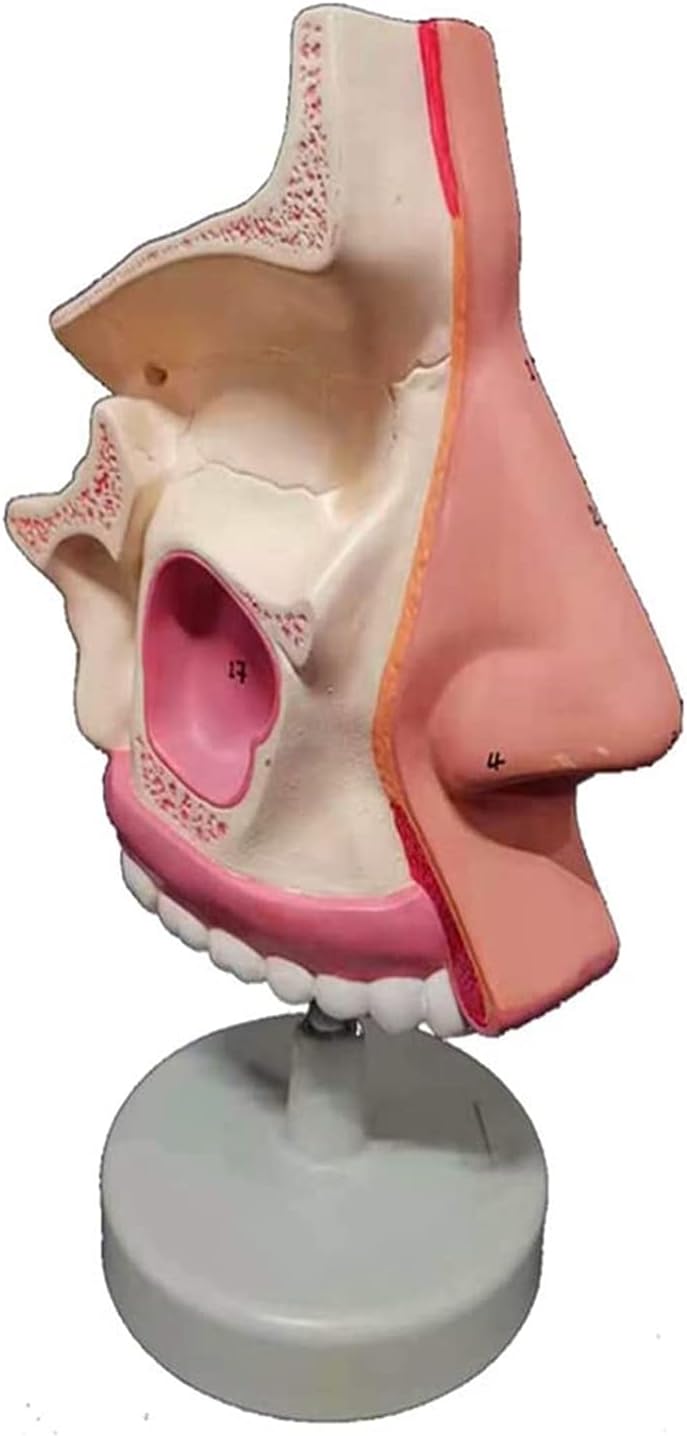 ZAPION Modelos de Torso y Esqueleto Modelo anatómico de cavidad Nasal ...