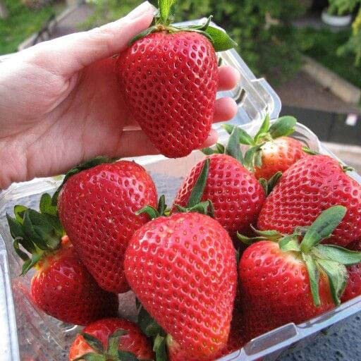Oakwood Farms Strawberry hybrid seed | fruit Seeds | Strawberry Seed ...