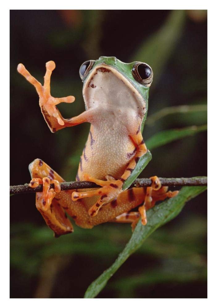 Tiger Striped Frog