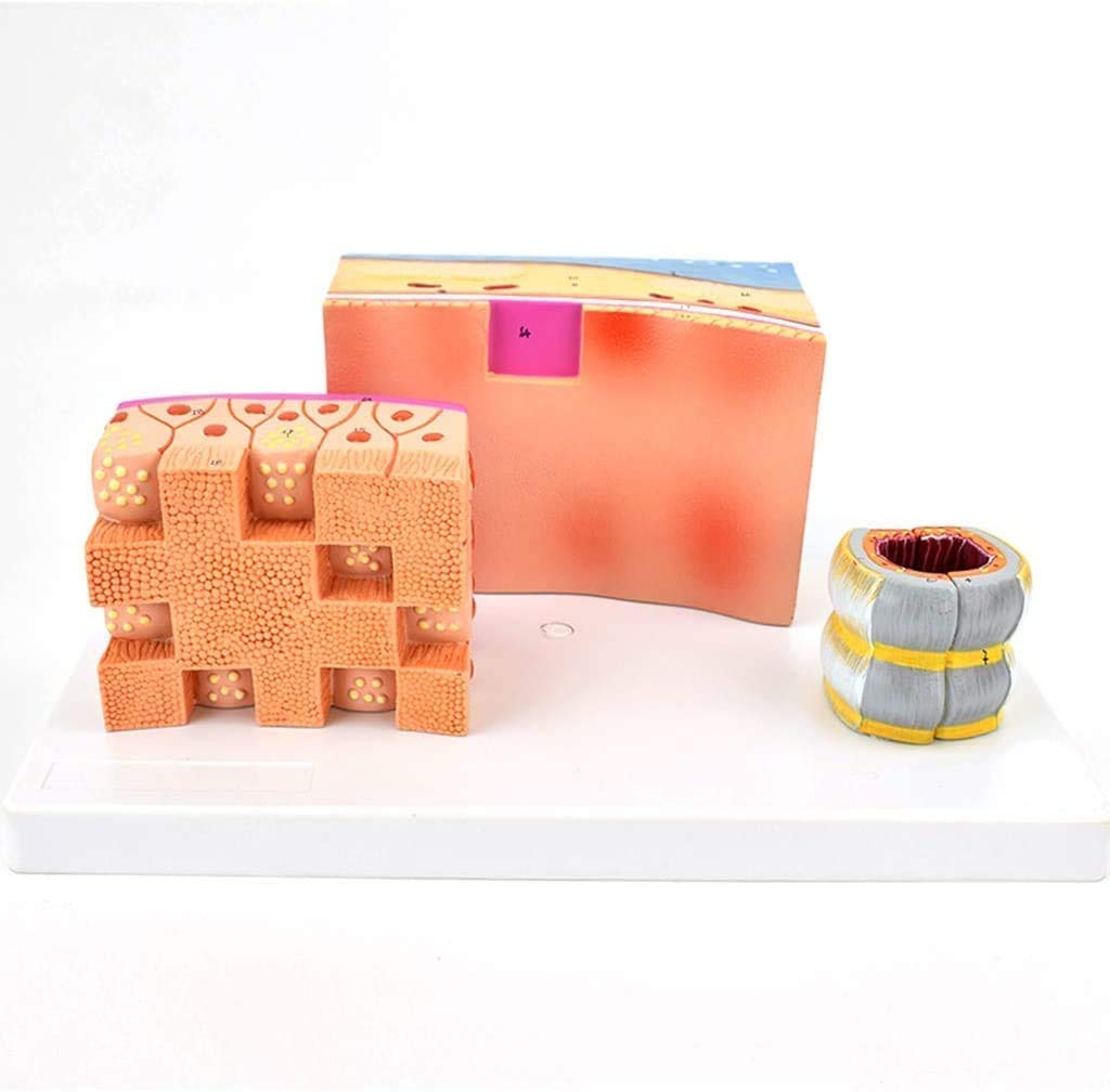 Buy Anatomical Model Of Scientific Models Cartilage Tracheal Wall Of ...