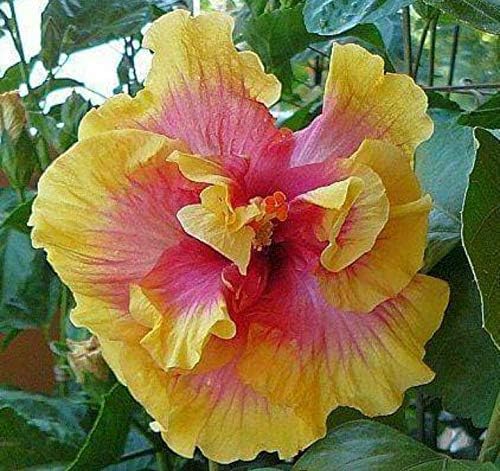 The Green Beach Live Hibiscus Gudhal Flower Live Plant, Garden and ...