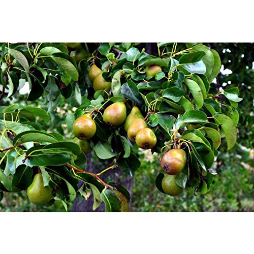 Giant Red Pear Seeds, Garden Fruit Plant, Rare and Delicious -200 Seeds ...