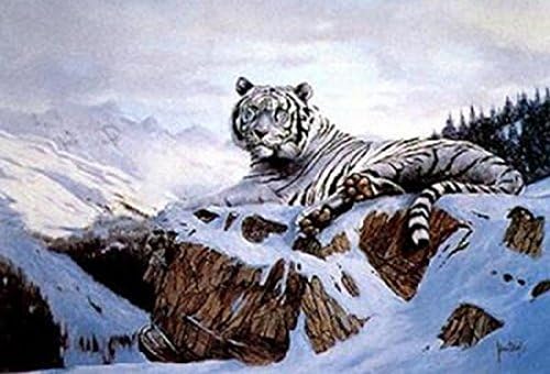 Amazon.com: Siberian Tiger - Poster by Spencer Hodge (36 x 24): Prints ...