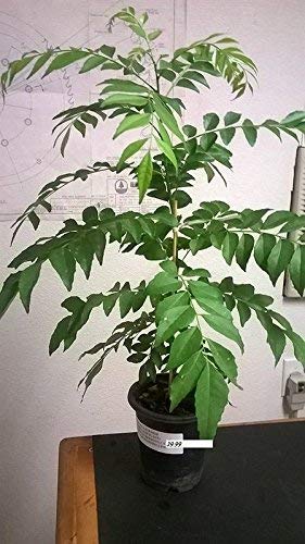 Plant Curry Leaves, Kadi Patta, Murraya koenigii, Meetha Neem - Plant ...