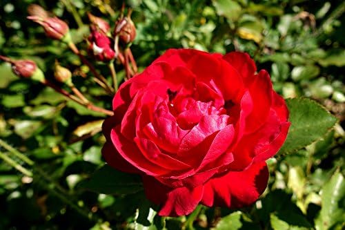 'Loving Memory' Garden Rose Bush in 5.5lt Pot (Live Plants) : Amazon.co ...