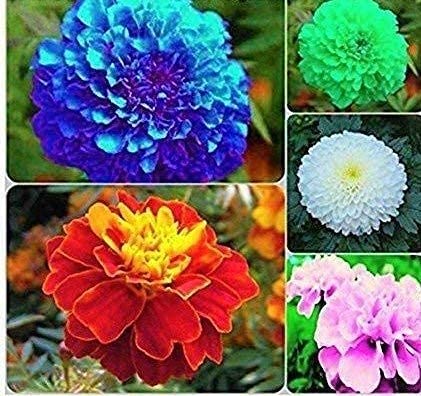 6 Variety Marigold Gainda Flower Seeds For Home Garden : Amazon.in ...