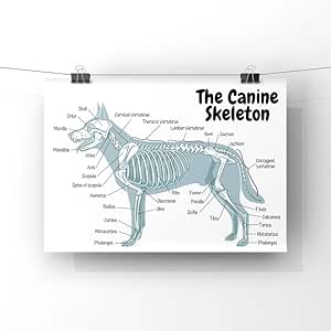 Amazon.com: Physical Skeletal Animal Veterinary Poster, The Canine ...