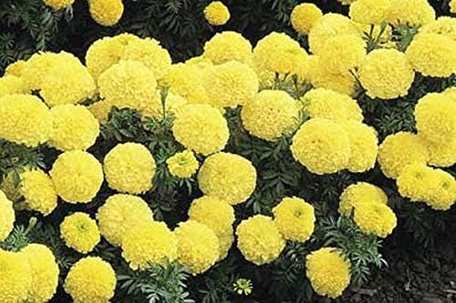 Amazon.com : Marigold Seeds - African Inca II Primrose Annual Seed ...