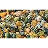 Amazon.com : “Monster Mix” Gourd Mix Seeds – A dozen different ...