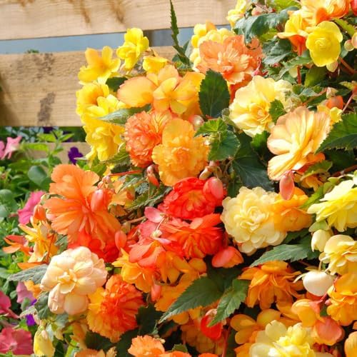 YouGarden 10 x Begonia 'Apricot Fiery Shades' Plug Plants. Garden Ready ...