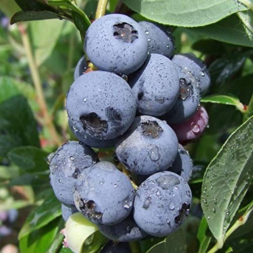 M-Tech Gardens Rare European Bush Blueberry" Goldtraube" Exotic ...