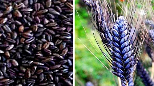 Kala Gehu BWG0054 - Black Wheat (Most Rare) Seed- 750 : Amazon.in ...