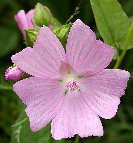 Amazon.com : Rose Pink Mallow - 20 Seeds, 175 mg - Perennial ...