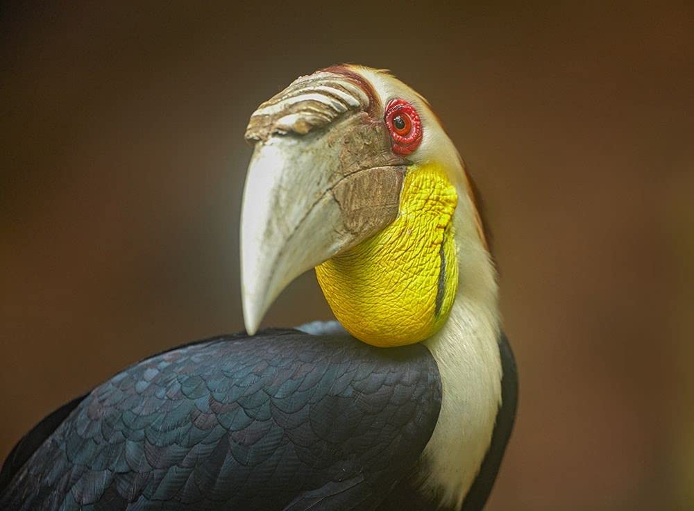 Wreathed Hornbill