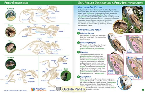 How to Find an Owl: A Comprehensive Guide to Owl Spotting | All Things ...