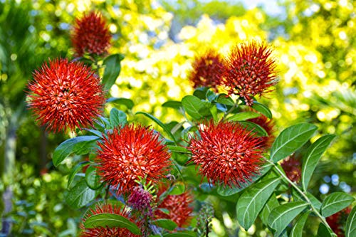 Green Paradise new Rare Combretum constrictum red ball flowers live ...