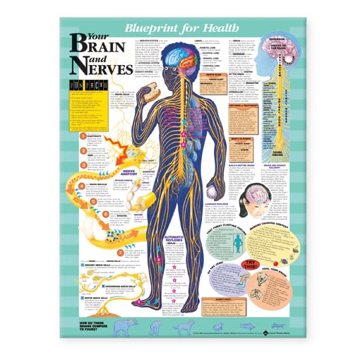 Blueprint For Health Your Brain And Nerves Chart : Amazon.co.uk: Books