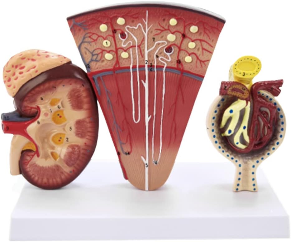 Amazon.com: Portable Teaching Model Human Organ Anatomy Model ...