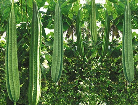 IndianAgro Ridge Gourd - 30 Fresh Vegetable Seeds - Long Luffa - Turai ...
