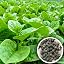 Indian/Asian/Bangladeshi Hybrid Vegetable Seeds/বাংলাদেশী উচ্চফলনশীল ...