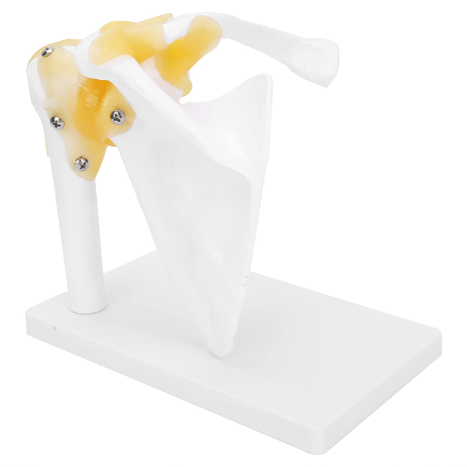 Buy Shoulder Joint Model,Flexible 1:1 Scientific Life Size Human ...