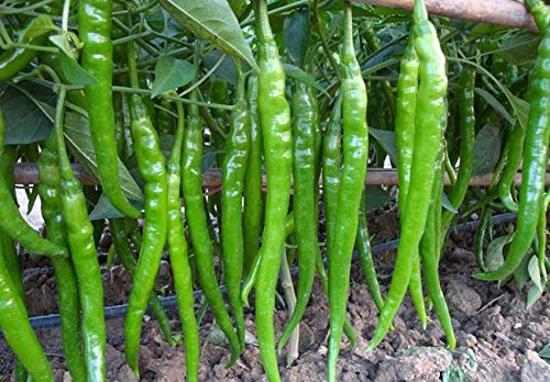 Green Chilli Seeds (Pack Of AVG 150-200 Seeds x 2 Per Packet) 2 Packet ...
