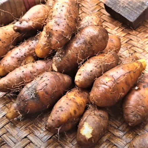 M-Tech Gardens Rare Hybrid Nanakizhangu/Cherukizhangu Rhizome Tuber ...