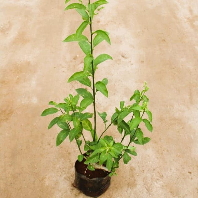 Raat ki Rani/Night Blooming Jasmine Pune in 7 Inch Nursery Flower Plant ...