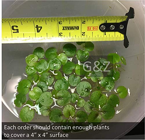 Amazon Frogbit