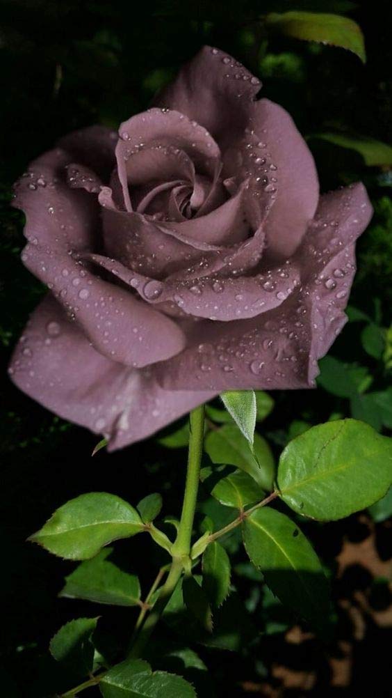 Royal Paradise Garden"Coffee Brown" Rose Flower Plant Home Garden Plant ...