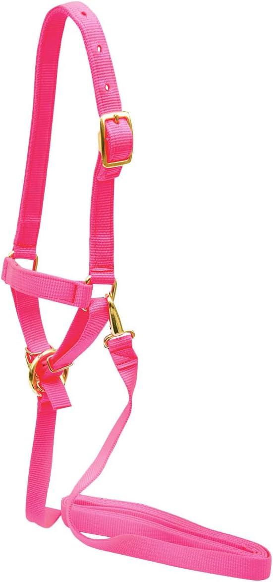 Amazon.com: Jeffers Livestock Nylon Sheep Halter & Lead Set – Brass ...