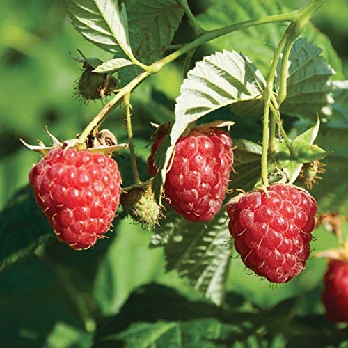 Raspberries plant | plant for raspberries (pack of 1) : Amazon.in ...