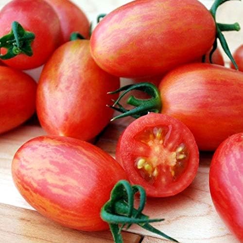 Tomate Silver Fox Alrededor de 100 semillas para plantar paquete sin ...