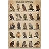 Amazon.com: Know Your Owls Metal Tin Signs Owl Type Knowledge Metal ...